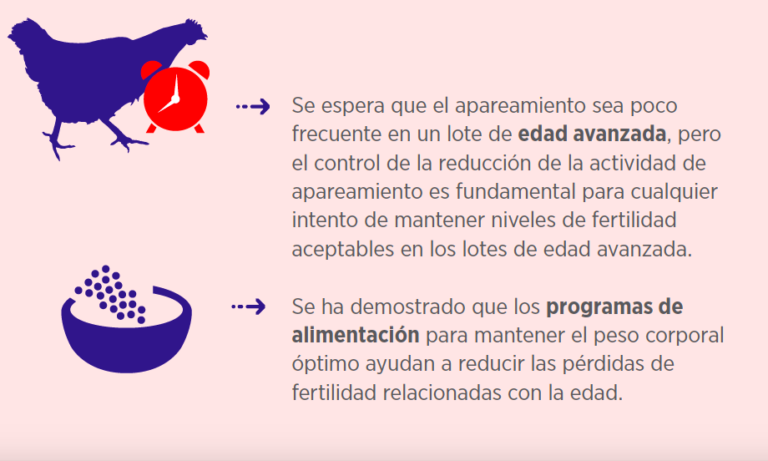 MANEJO DE LAS REPRODUCTORAS PARA MEJORAR FERTILIDAD Y CALIDAD DE ...